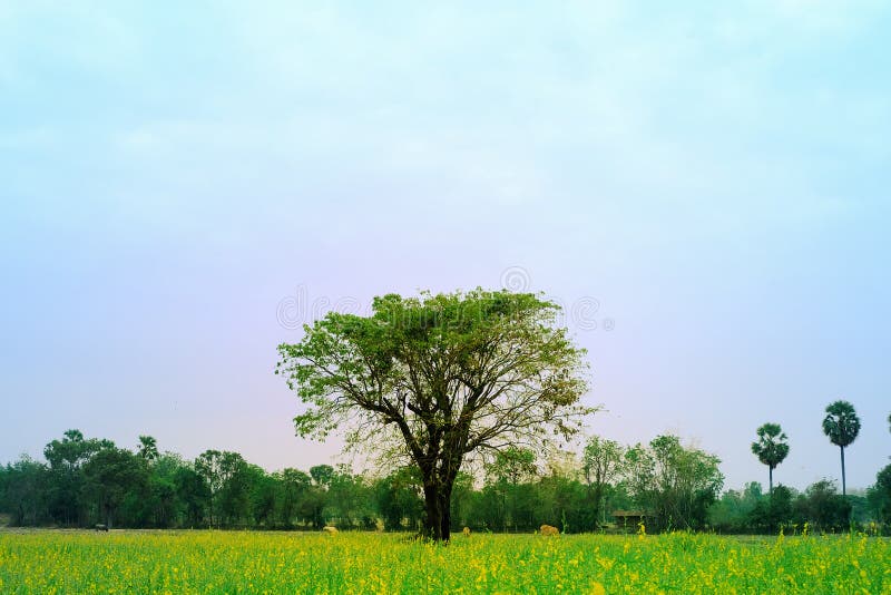Big old tree field. stock image. Image of travel, green - 109183907