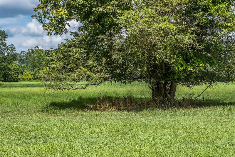 Big Old Tree in the Field Partial View Stock Photo - Image of growth ...