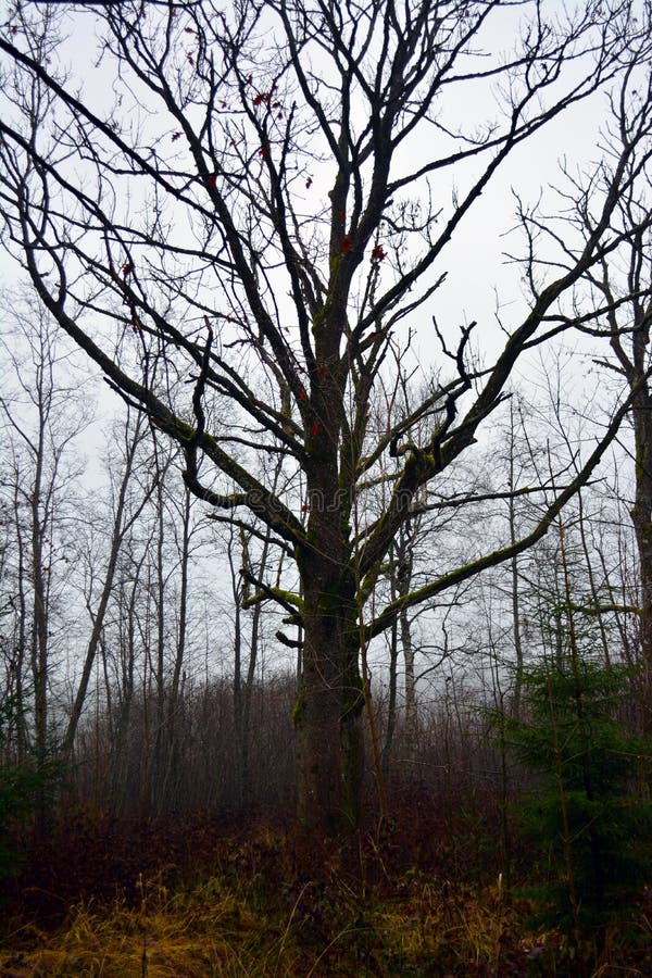 Big Old Tree in Forest in Countryside Stock Image - Image of nature ...