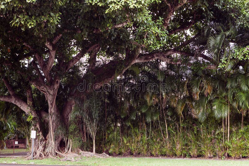 Big old tree stock photo. Image of flora, ground, land - 70910332