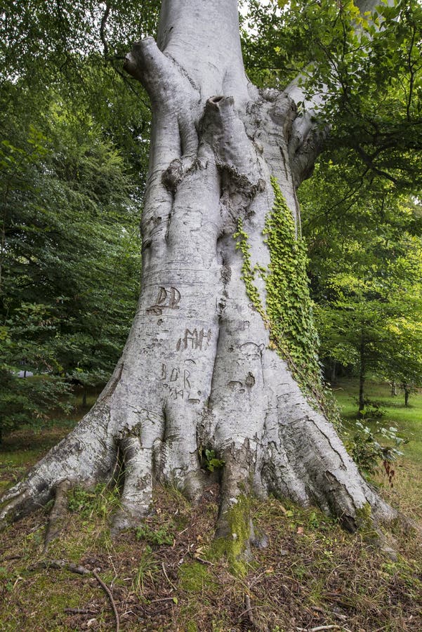 Big Old Tree with Inscribed Letters on it Stock Image - Image of ...