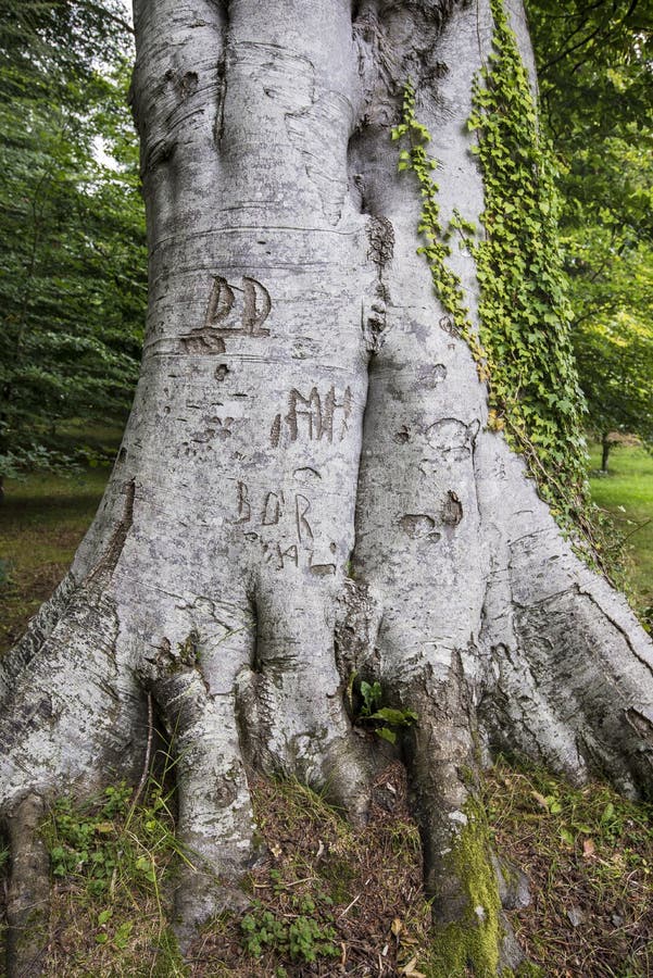 Big Old Tree Inscribed Letters Stock Photos - Free & Royalty-Free Stock ...
