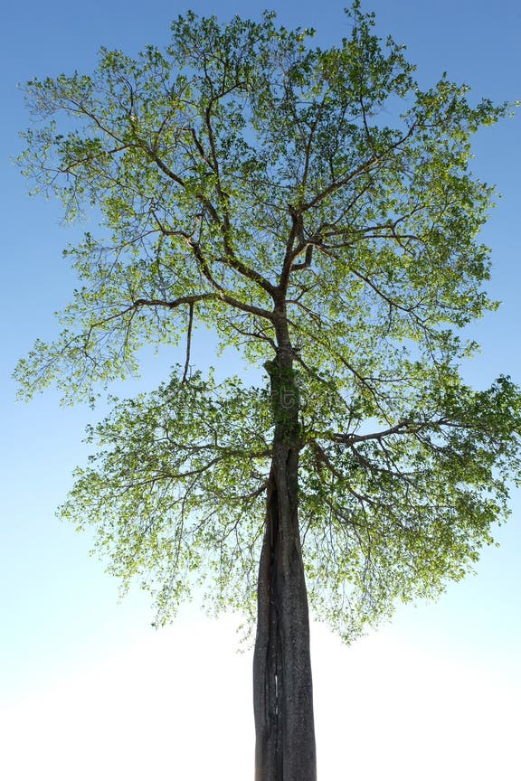 Big Old Tree in Khao Kho Thailand Stock Image - Image of countryside ...