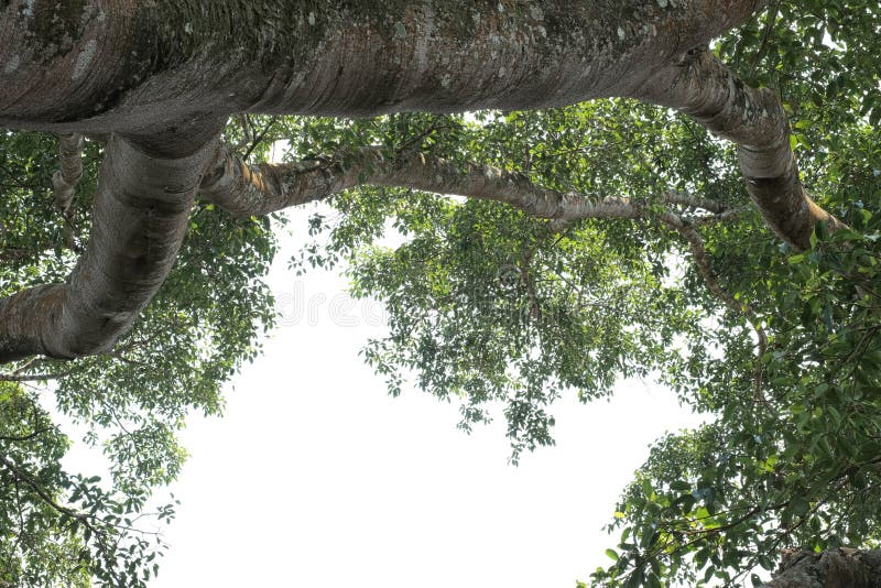 Big old tree with leaf stock image. Image of light, baoloc - 73480181