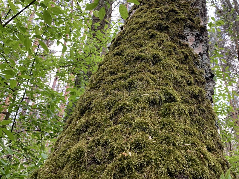 Big Old Tree with Moss. Moss Grows on a High Tree Trunk in the Forest ...