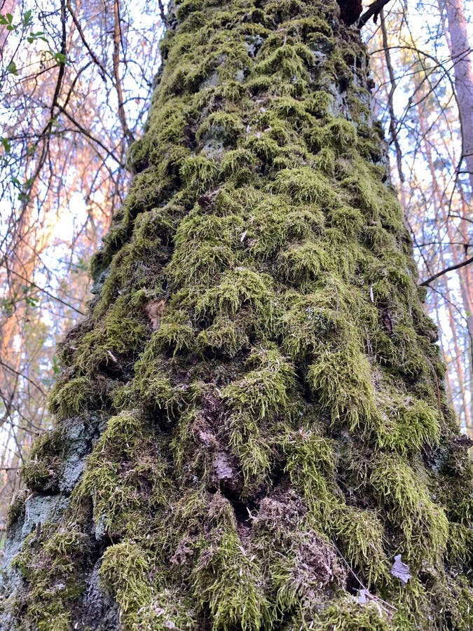 Big Old Tree with Moss. Moss Grows on a High Tree Trunk in the Forest ...
