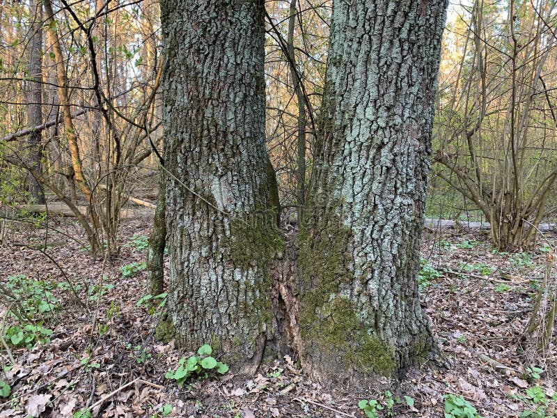 Big Old Tree with Moss. Moss Grows on a High Tree Trunk in the Forest ...