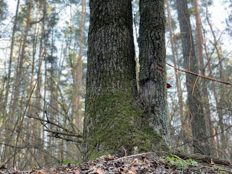 Big Old Tree with Moss. Moss Grows on a High Tree Trunk in the Forest ...