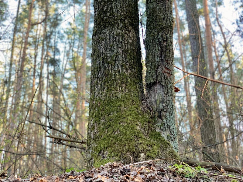 Big Old Tree with Moss. Moss Grows on a High Tree Trunk in the Forest ...