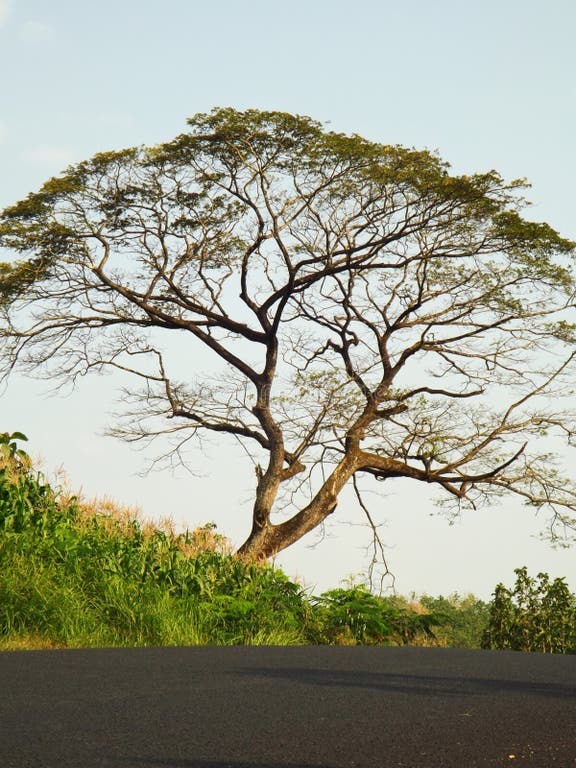 Big Old Tree beside Roa in Somewhere Stock Image - Image of tree: 273708899