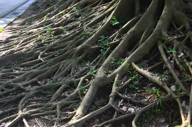 Big Old Tree Roots, the Nature Concept Stock Photo - Image of growth ...