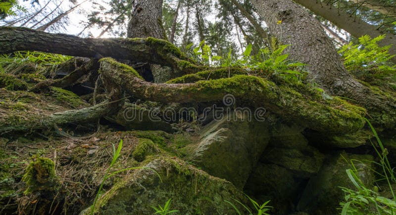 Big Old Tree with Big Roots on Rock Stock Image - Image of flora ...