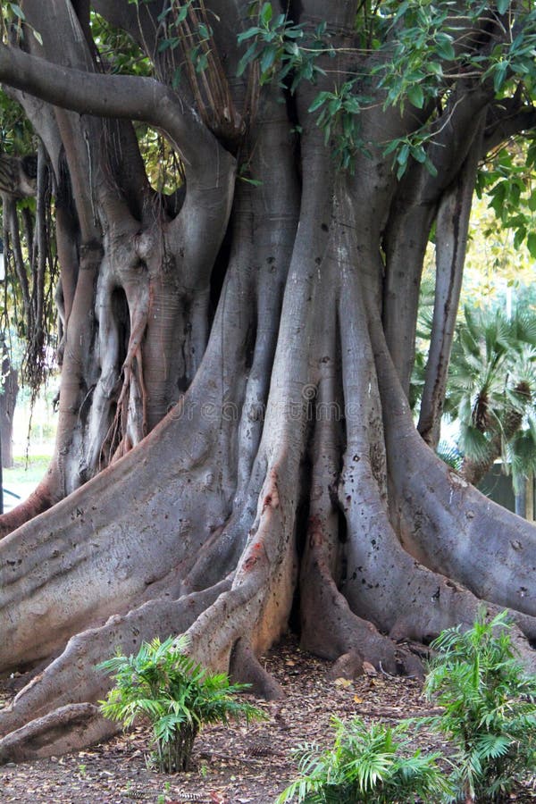 Big old tree stock image. Image of botany, growing, garden - 85560065