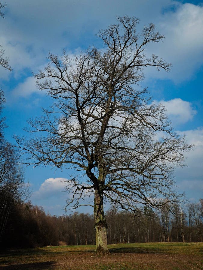 Big Old Tree in Spring Time in Park Stock Photo - Image of grass ...