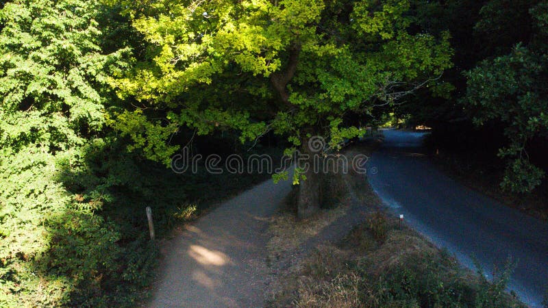 Big Old Tree Standing in the Middle of the Two Trail Intersection in ...