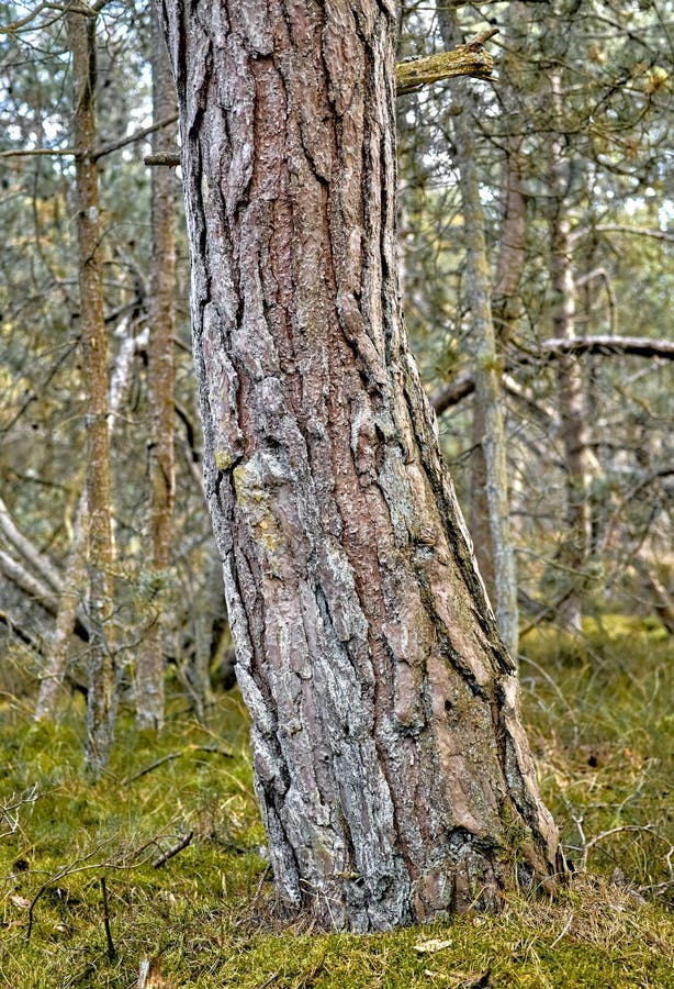 A Big Old Tree Trunk in a Forest. the Woods Surrounded by Lots of Green ...