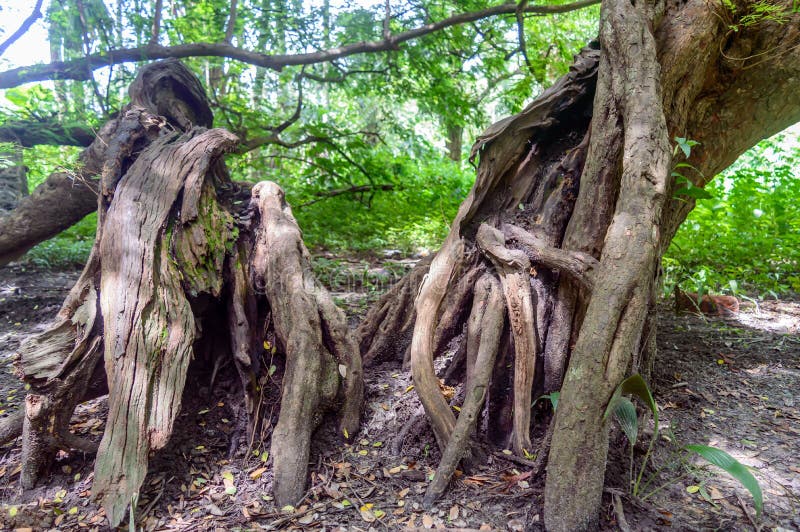 Big old tree trunk. stock photo. Image of brown, bark - 123735312