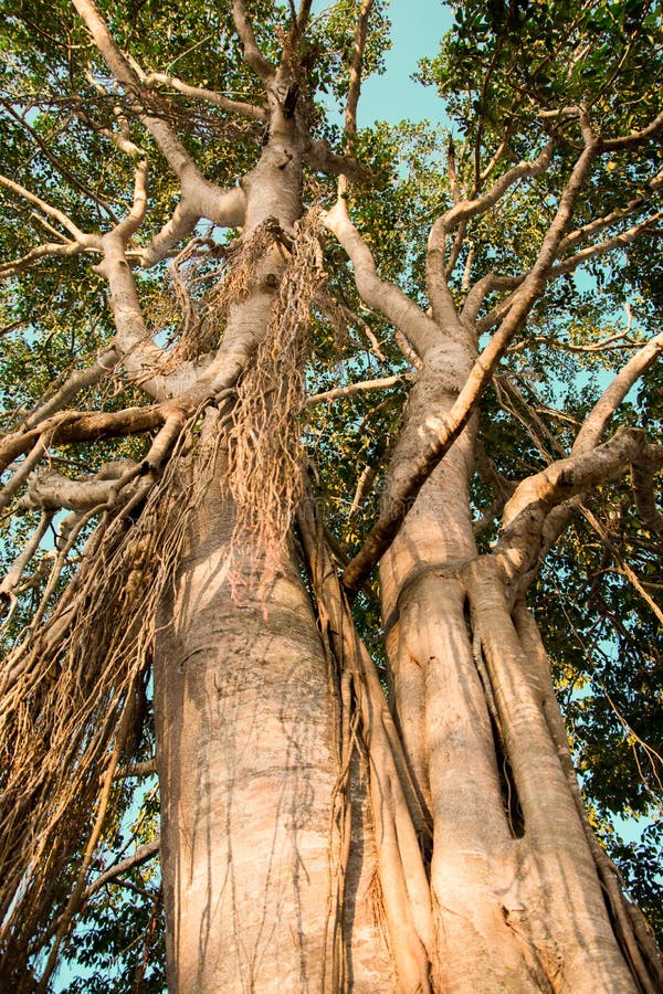 Big old tree stock image. Image of tropical, huge, botanical - 42355391