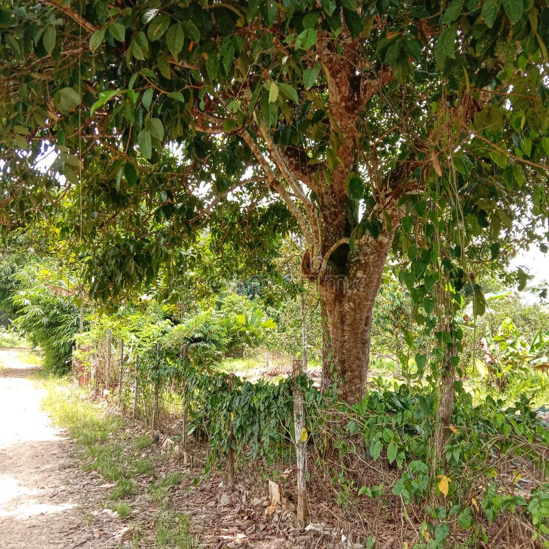A Big Old Tree in the Village Forest Stock Image - Image of village ...