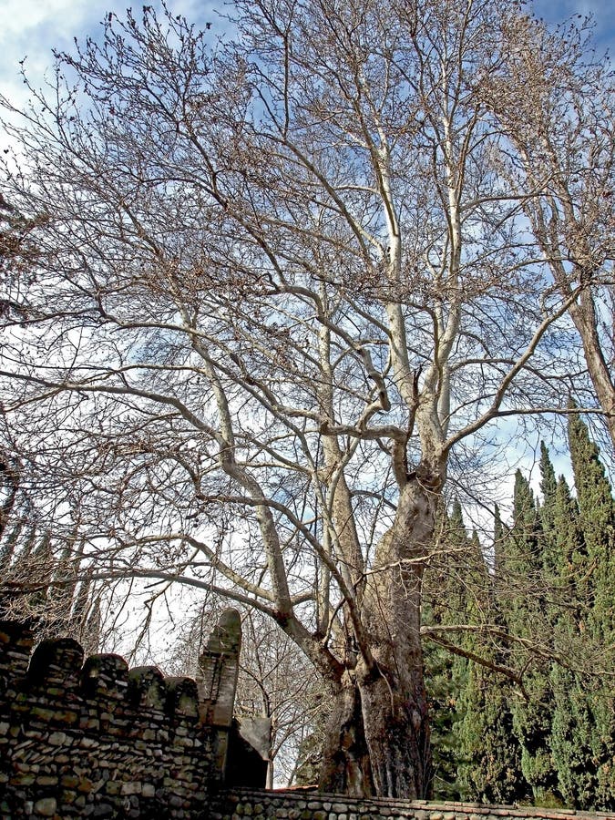 Big Old Trees in Bodbe Monastery in Georgia Stock Photo - Image of ...