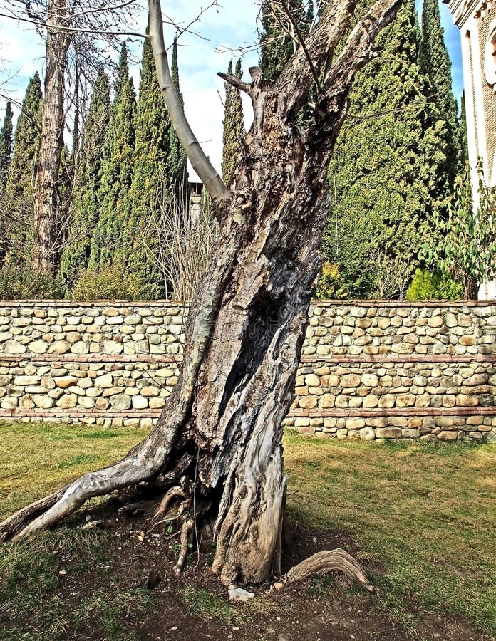 Big Old Trees in Bodbe Monastery in Georgia Stock Photo - Image of ...