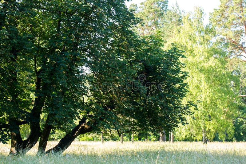 A Big Old Trees on a Lawn with Grass on a Sunny Day Stock Photo - Image ...