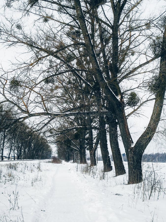 Big Old Trees Near the Road in Winter Stock Photo - Image of path ...