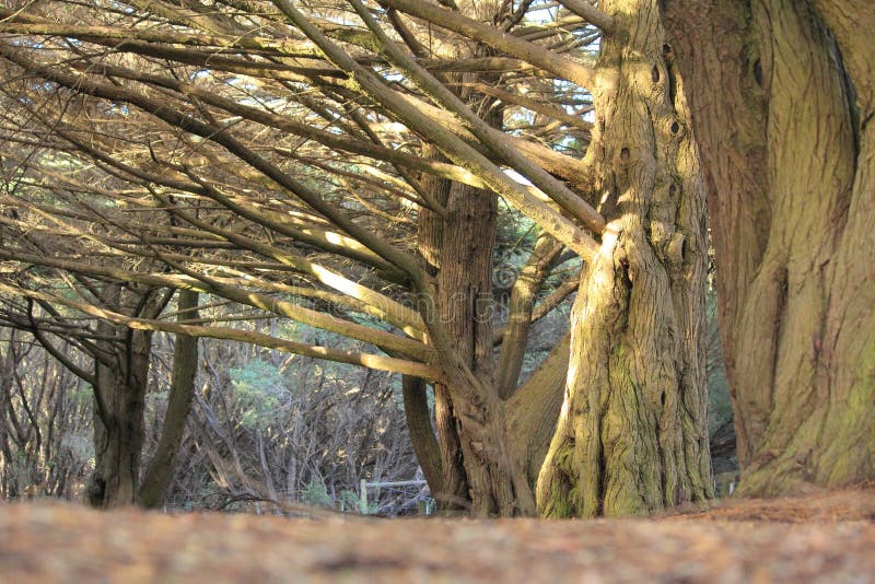 Big tree in the park stock image. Image of natural, australian - 106730907