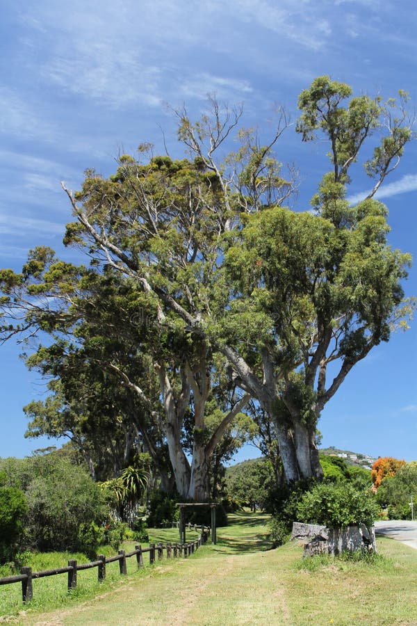 185 Knysna Trees Stock Photos - Free & Royalty-Free Stock Photos from ...