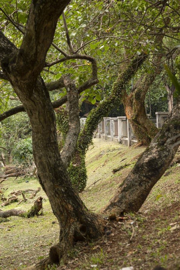 Big Old Trees in the Park in the Daylight Stock Image - Image of tree ...
