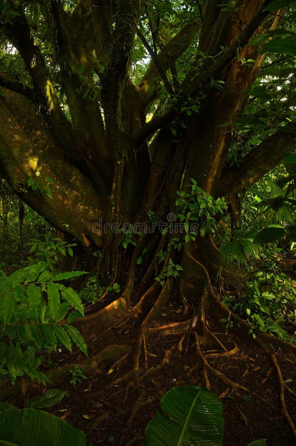 Trees in a Rainforest in Costa Rica Stock Photo - Image of wood, park ...