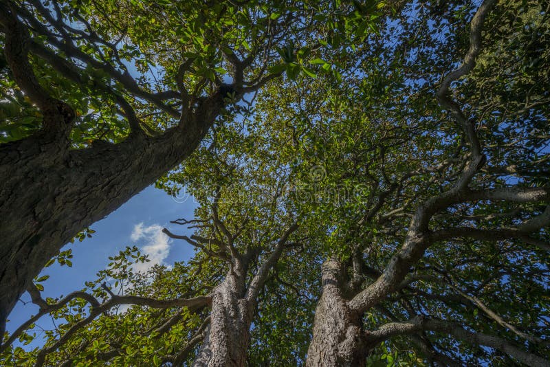 Old Trees - View from Below into the Treetops Stock Photo - Image of ...