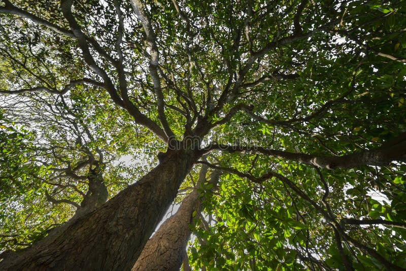 Old Trees - View from Below into the Treetops Stock Image - Image of ...