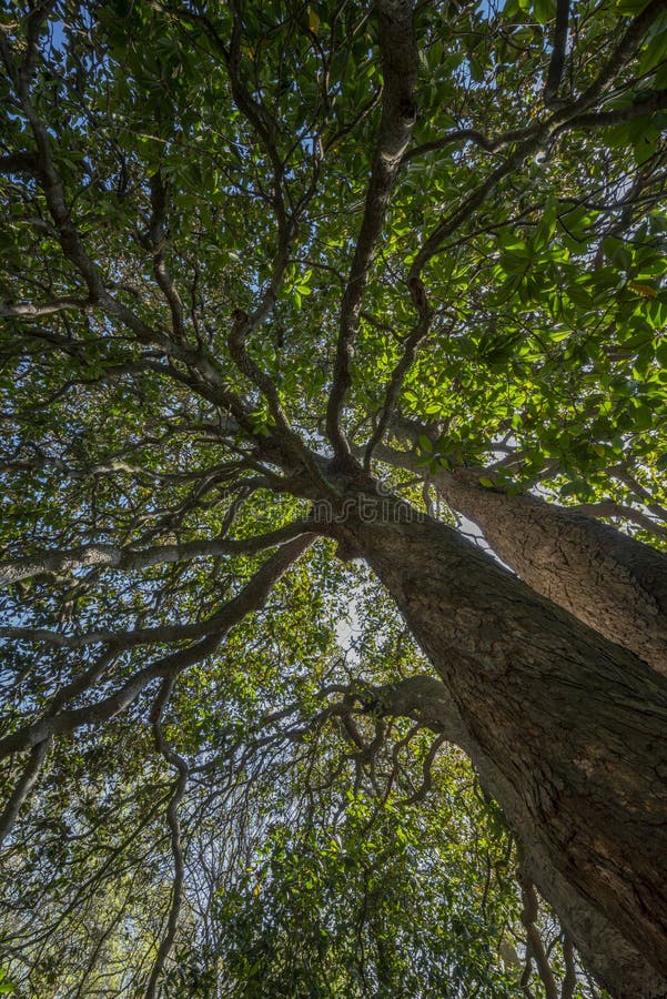 Old Trees - View from Below into the Treetops Stock Photo - Image of ...