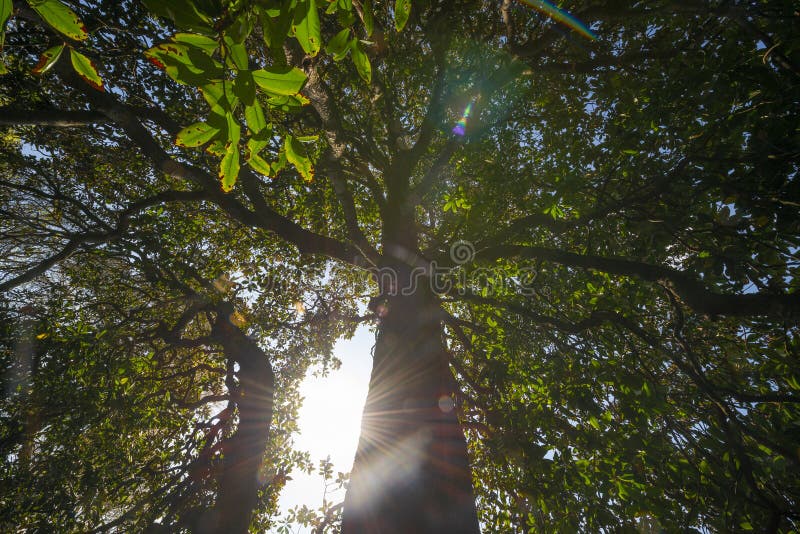 Old Trees - View from Below into the Treetops Stock Photo - Image of ...