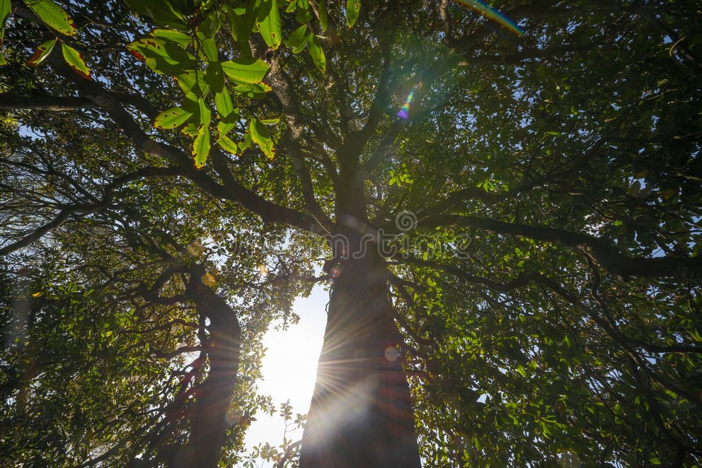 Old Trees - View from Below into the Treetops Stock Photo - Image of ...