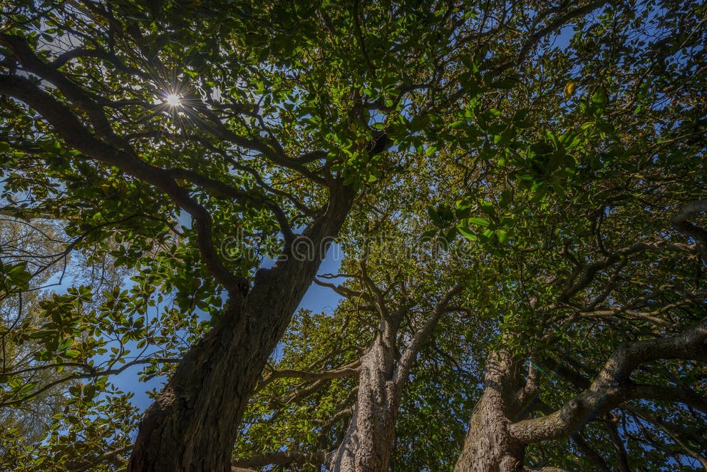 Old Trees - View from Below into the Treetops Stock Image - Image of ...