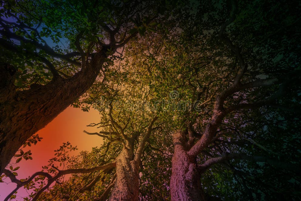 Old Trees - View from Below into the Treetops Stock Image - Image of ...