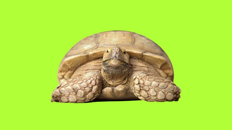 Big Old Turtle Close-up. the Turtle Sits in Place Stock Video - Video ...