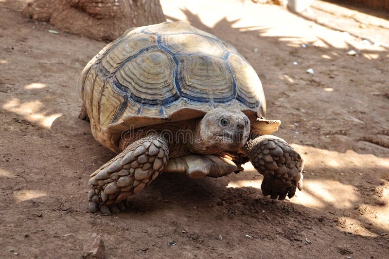 Big Old Turtle Walking Slowly on a Sand Stock Image - Image of tortoise ...