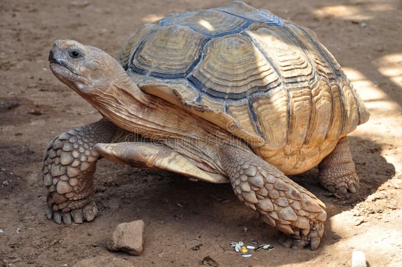 Big Old Turtle Walking Slowly on a Sand. Stock Image - Image of slowly ...