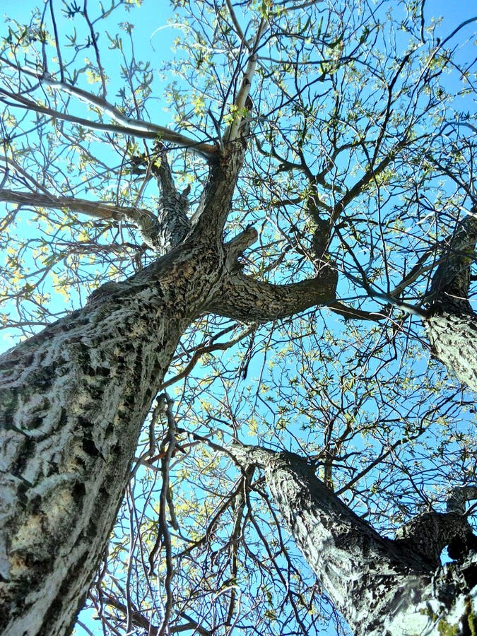 Big Walnut Tree Against Blue Spring Sky Stock Image - Image of sunny ...
