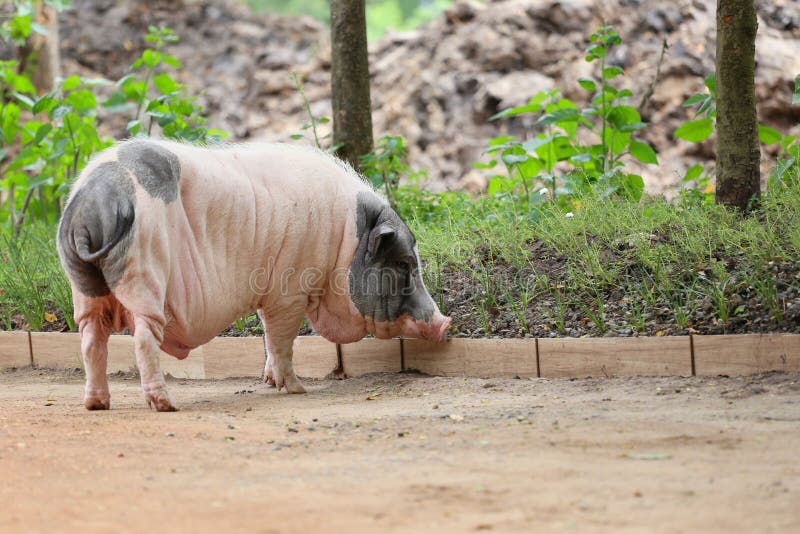Big old wild boar stock photo. Image of animal, cautious - 195758940