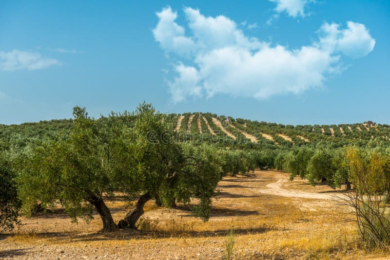 Big Olive Plantation with Old Olive Trees in Spain Stock Photo - Image ...