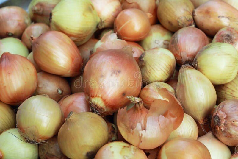 Big onion in the market stock photo. Image of healthy - 37549020