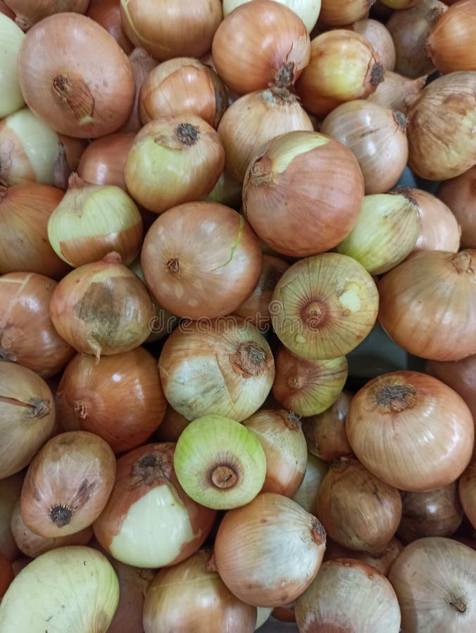 A big onions stock photo. Image of dish, agriculture - 204655300