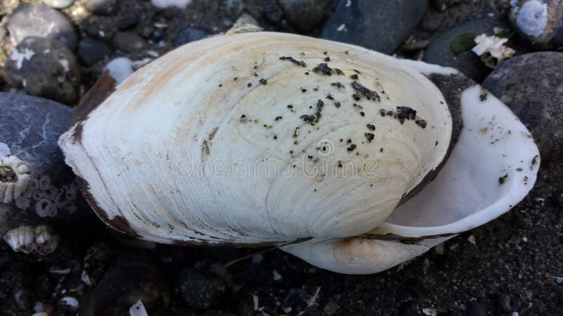 Open seashell on beach stock photo. Image of welcoming - 60394038