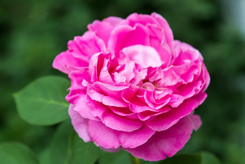 Big Opened Flower Rose on a Bush Stock Image - Image of gift, close ...