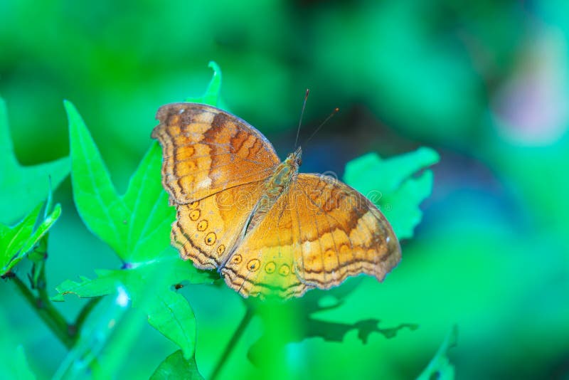 Big Orange Butterfly, Bali stock image. Image of environment - 75584115