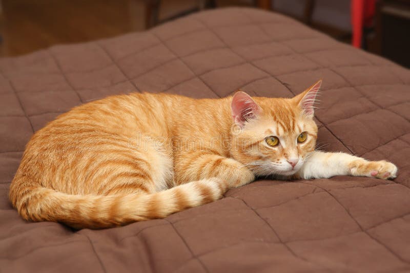 Big orange cat stock photo. Image of domestic, sitting - 39547504